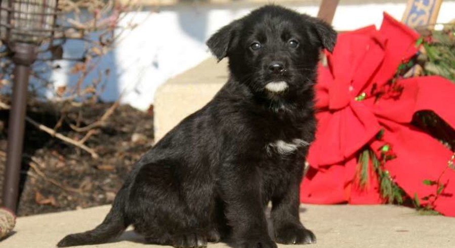 Shepadoodle.Meet Donnie a Puppy for Adoption.
