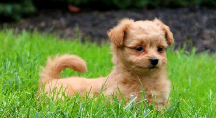 Pomapoo.Meet Cutie a Puppy for Adoption.