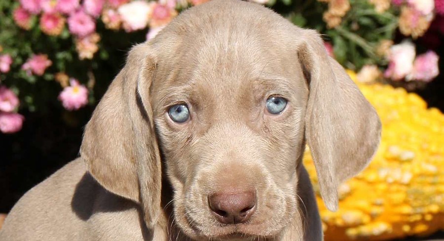 Weimaraner.Meet Hank a Puppy for Adoption.