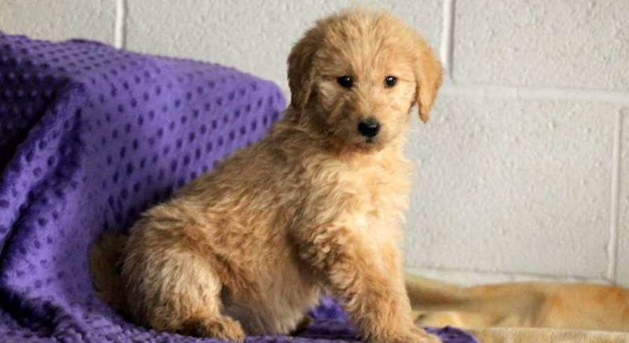 Shepadoodle.Meet Petunia a Puppy for Adoption.