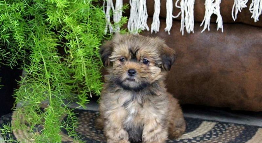 Shorkie.Meet Calvin a Puppy for Adoption.